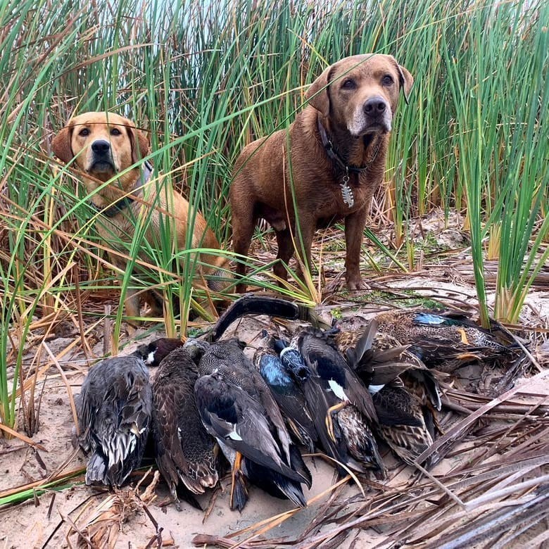 Duck Hunting Basics