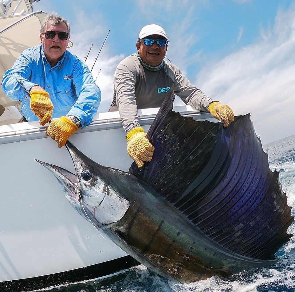 Marlin Vs Swordfish Vs Sailfish: What's The Difference?